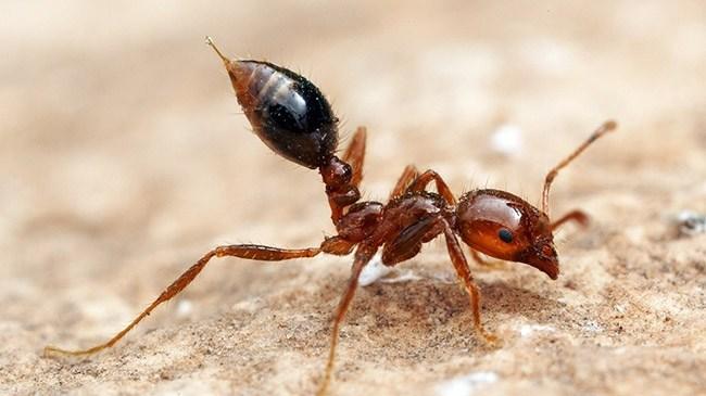 Types of Ants - Characteristics and Photos - Top 10