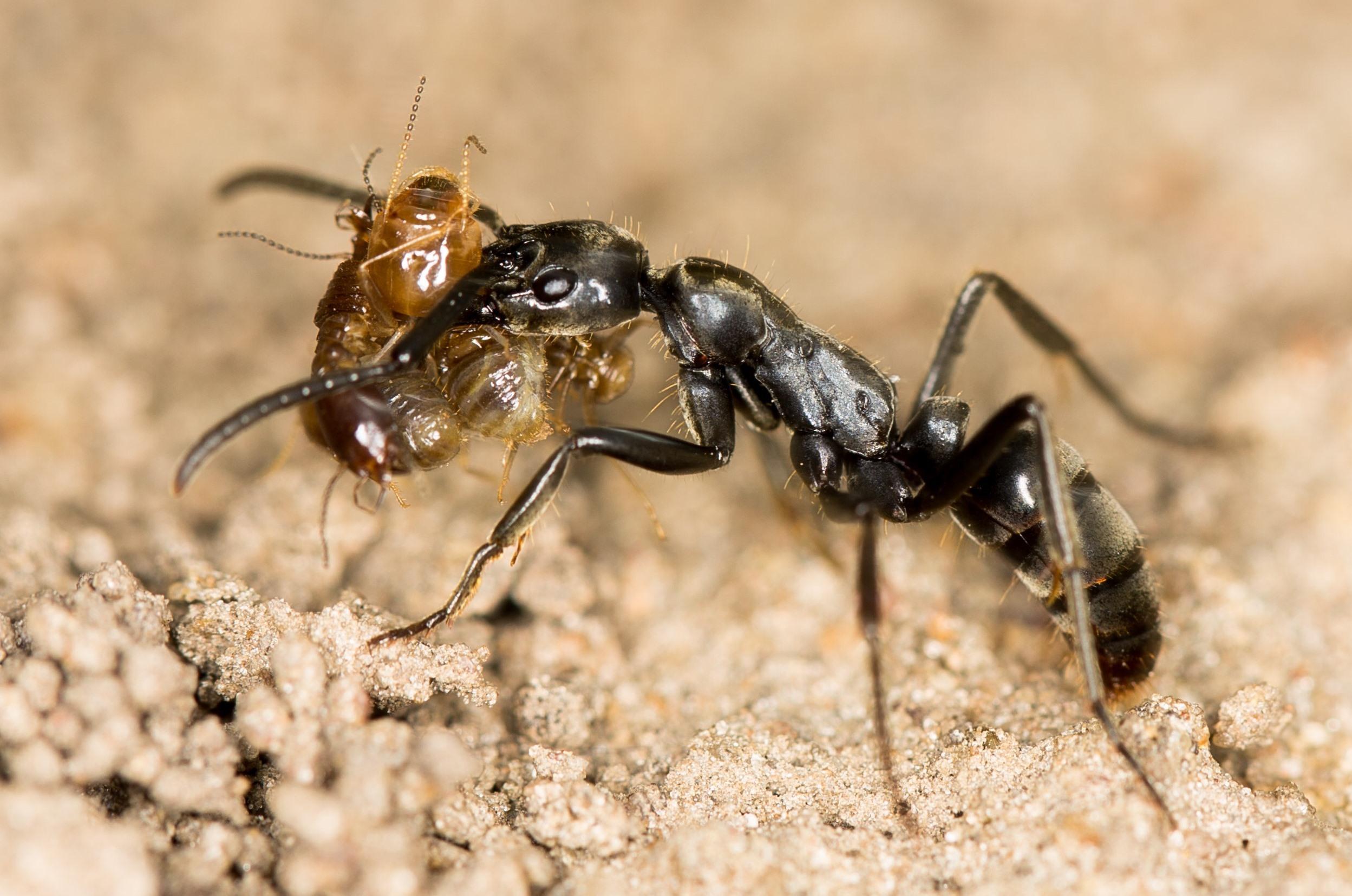 Types of Ants - Characteristics and Photos - Top 10
