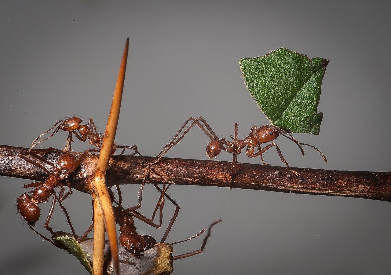 Types of Ants - Characteristics and Photos - Top 10