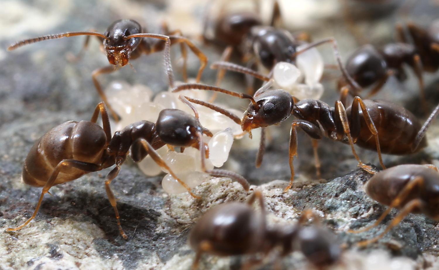 Types of Ants - Characteristics and Photos - Top 10