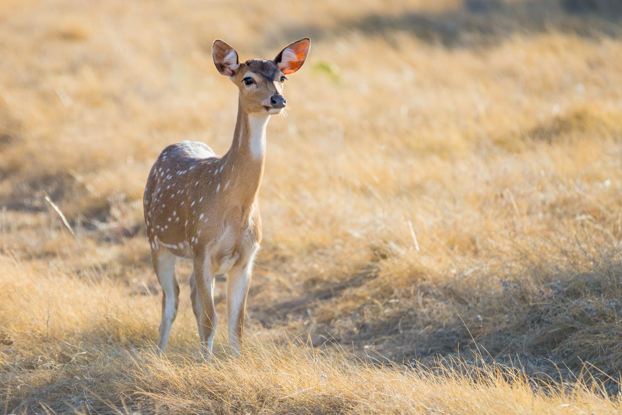 Deer as Pets: Guidelines and Tips