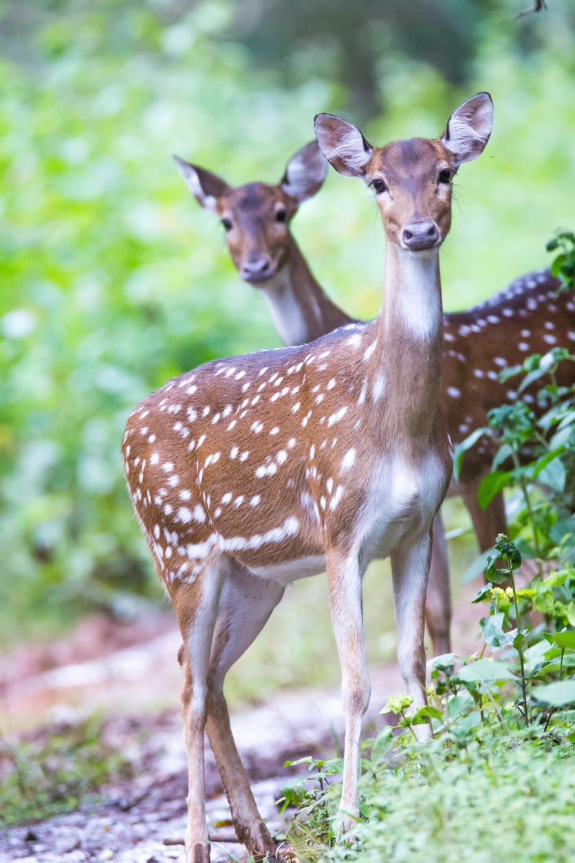 do deer make good pets