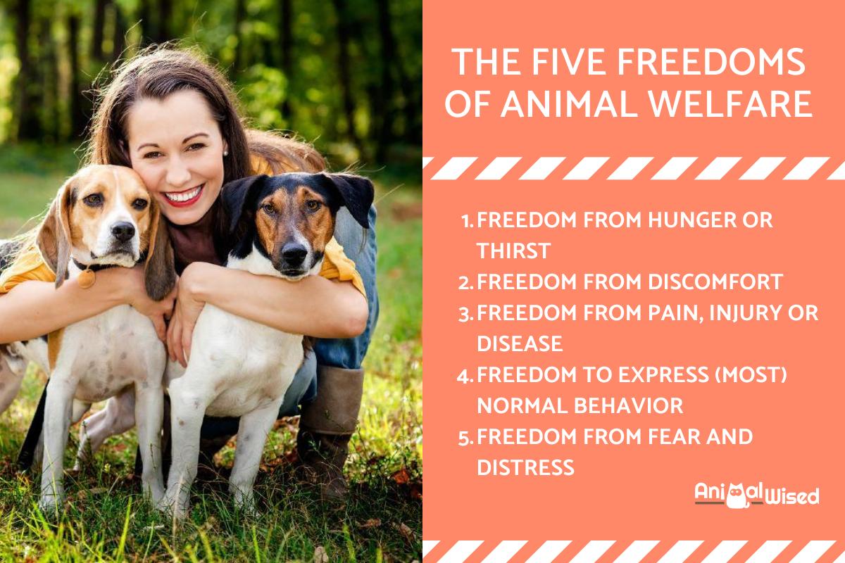 The Five Freedoms of Animal Welfare - 5 Freedoms Explained