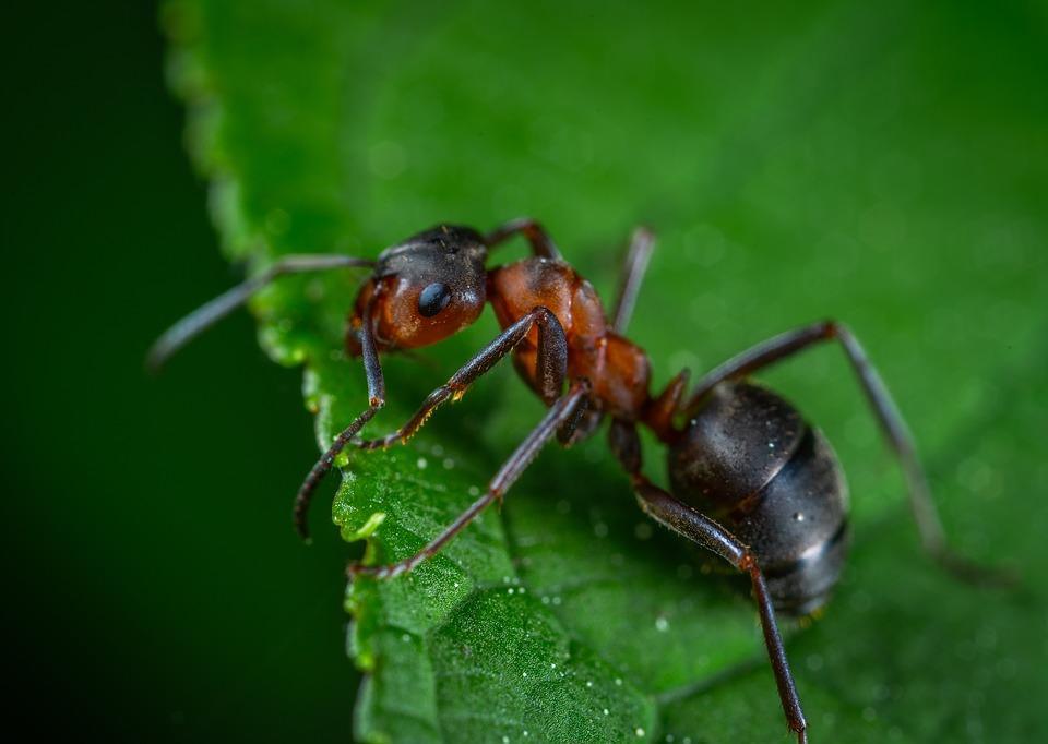 Types of Ants - Characteristics and Photos - Top 10