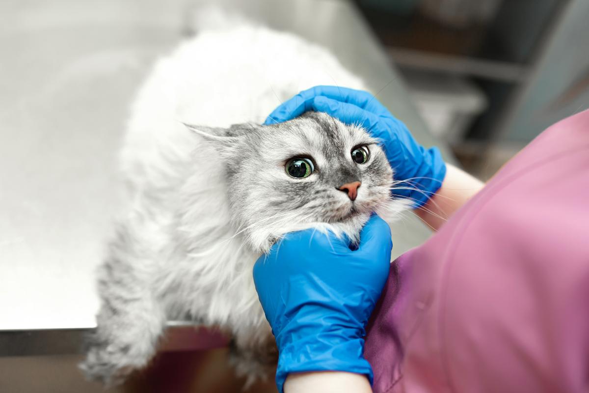 Clindamycin for Cats - Uses, Dosage and Side Effects