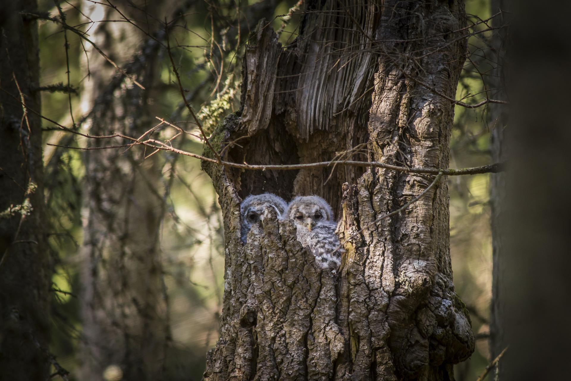Where Do Owls Live? - Owl Habitats and Distribution