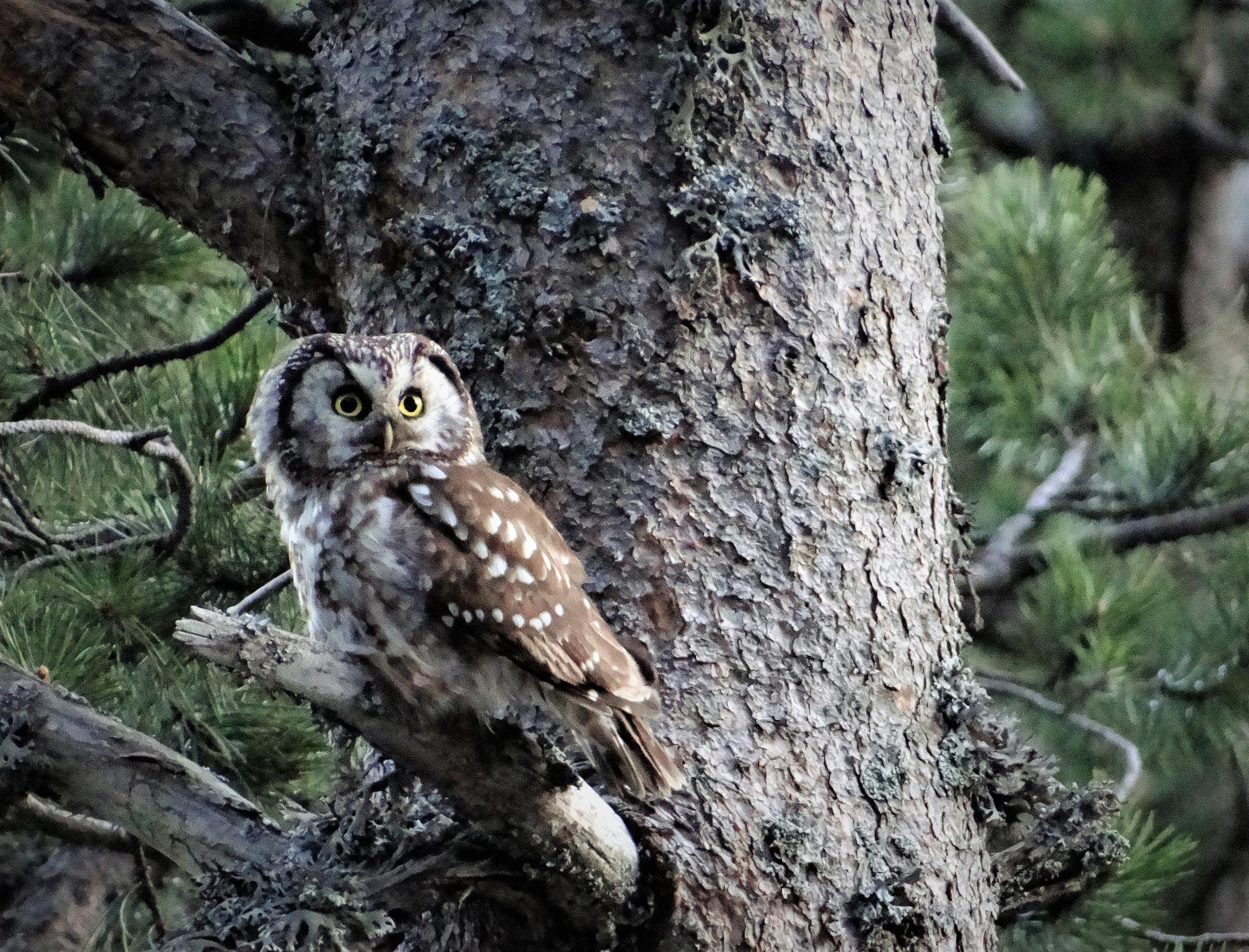 Where Do Owls Live? - Owl Habitats and Distribution