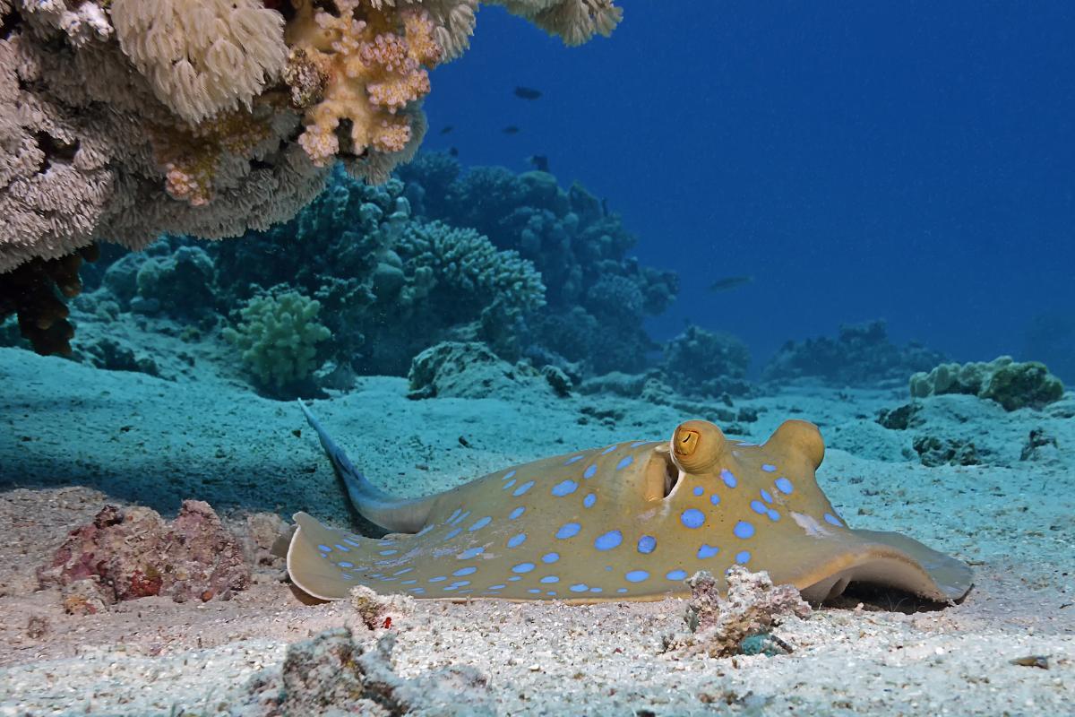 20 Types of Stingrays - With Photos