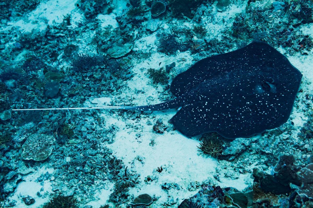 20 Types of Stingrays - With Photos