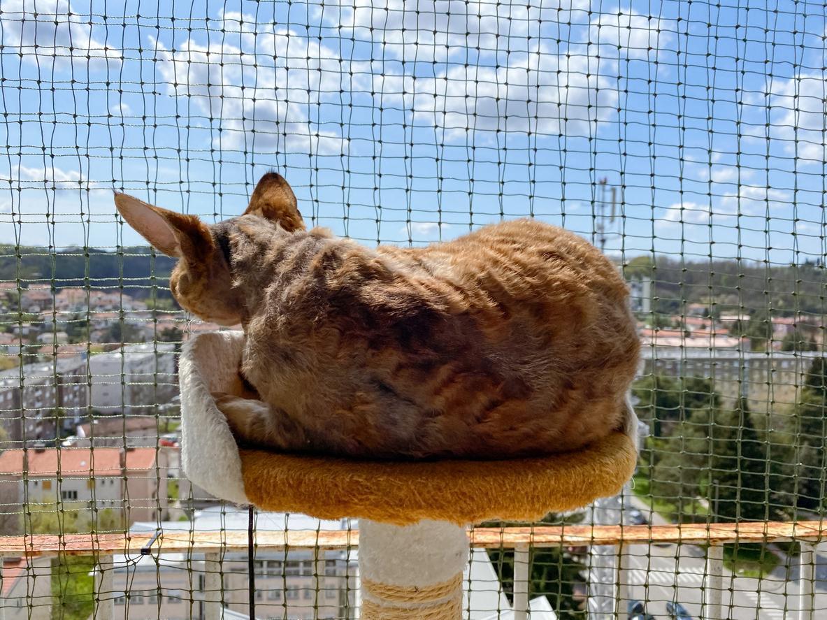 Cat Netting for Balconies and Windows - Are They Necessary?