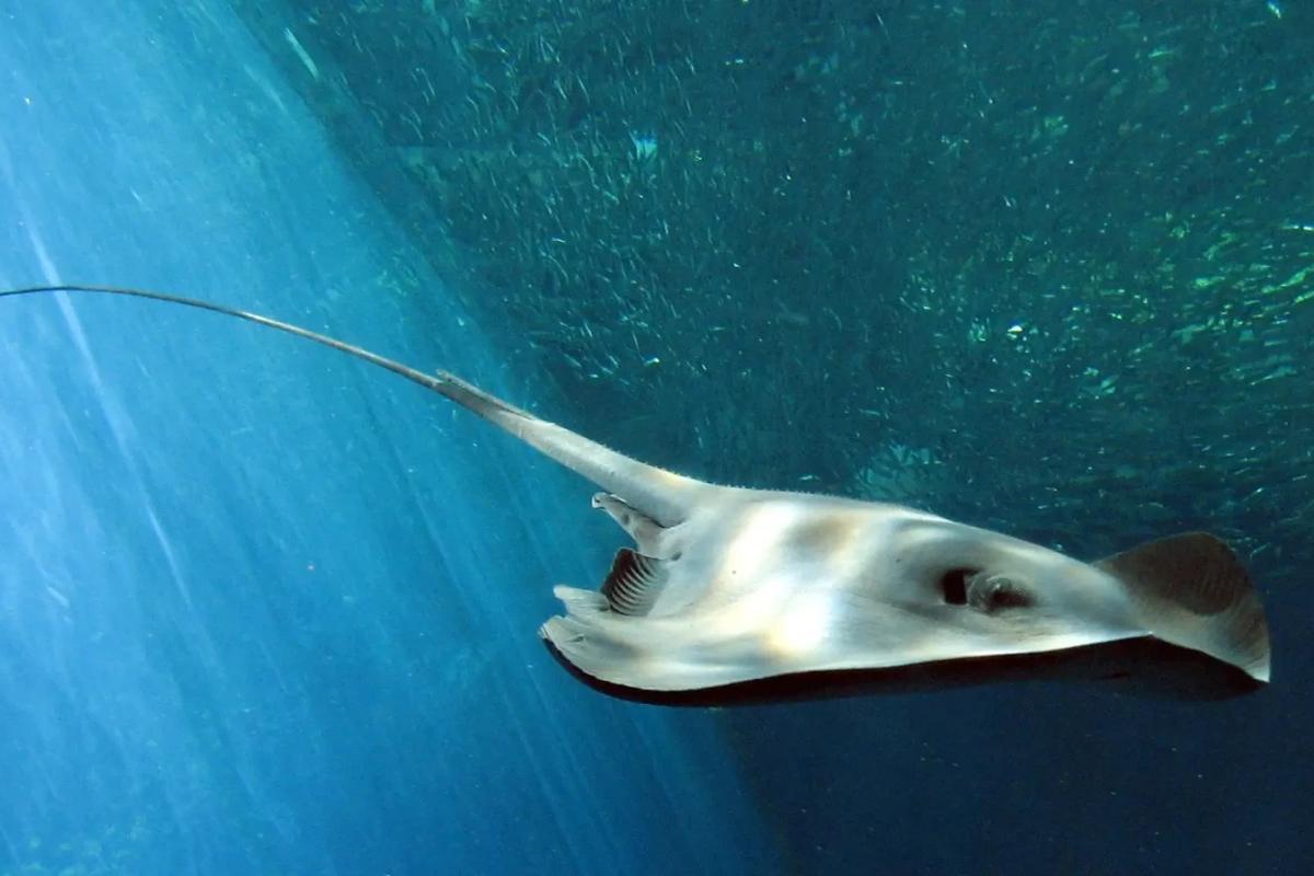 20 Types of Stingrays - With Photos
