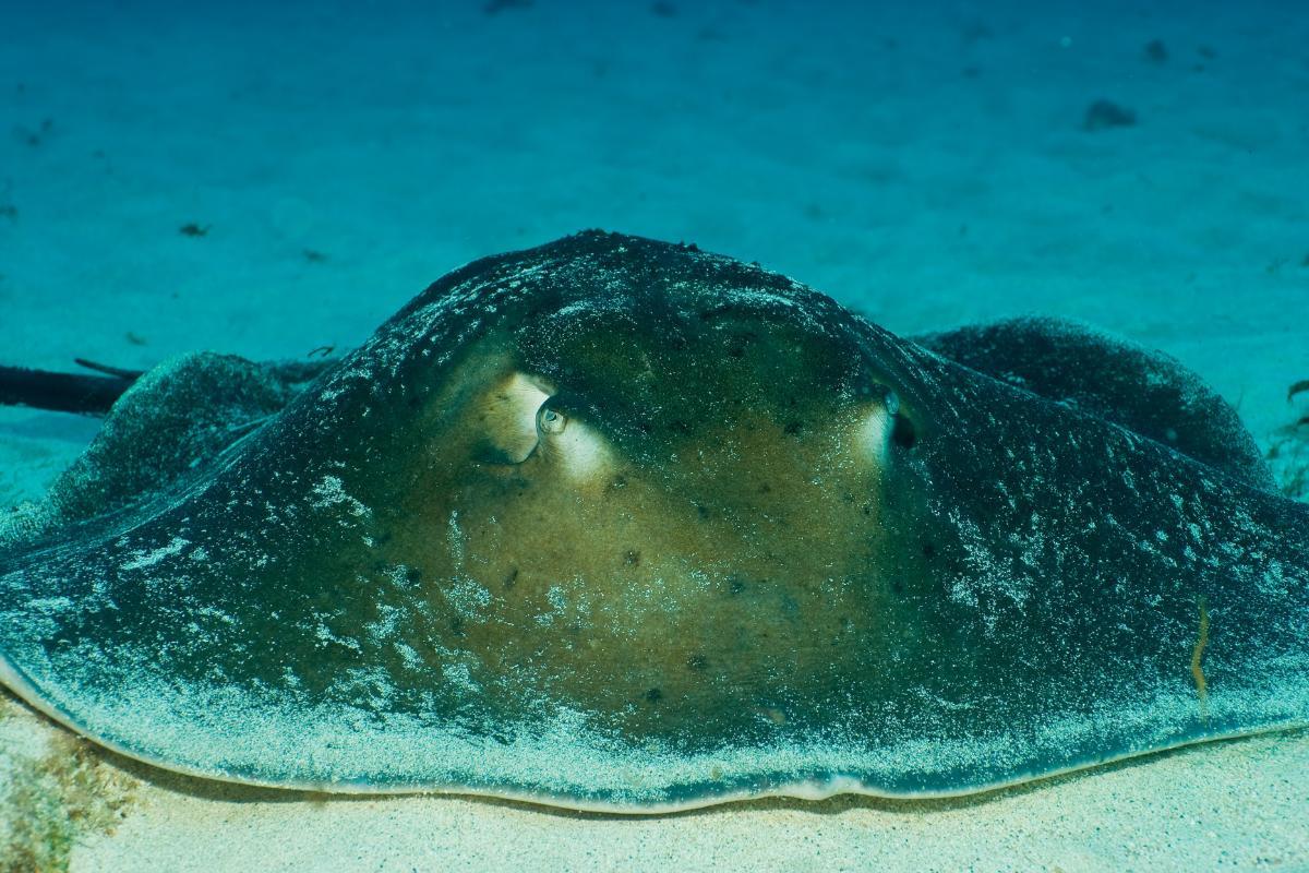 20 Types of Stingrays - With Photos