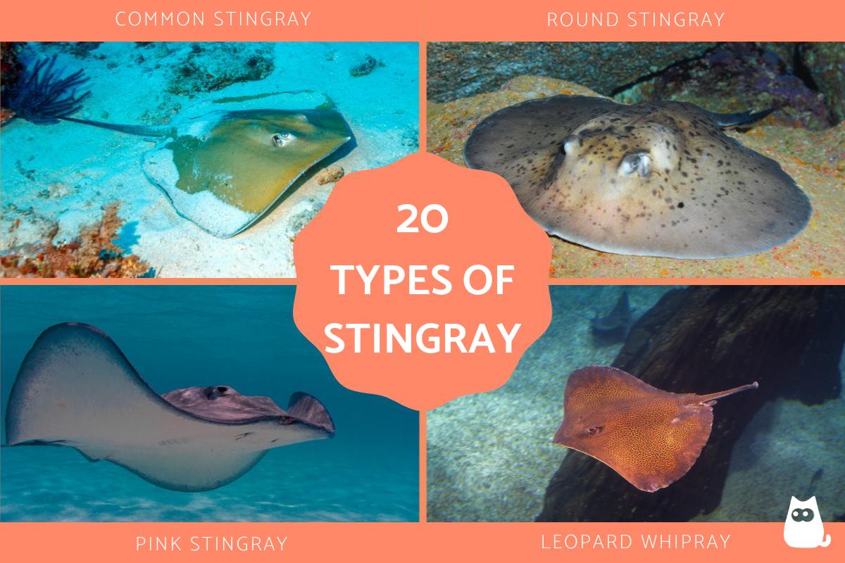 20 Types of Stingrays - With Photos