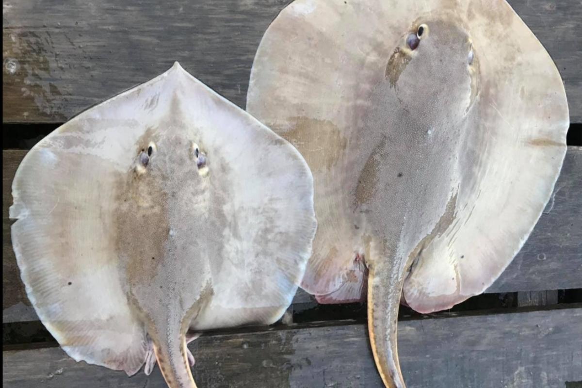 20 Types of Stingrays - With Photos