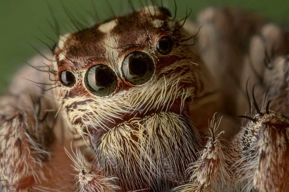 Eyes of Spiders - Number of Eyes, Structure, and Types
