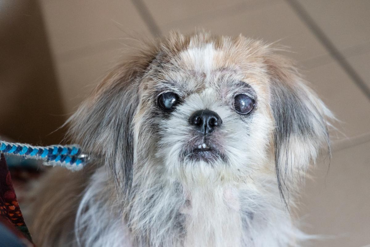 Sudden Blindness in Dogs - Causes and Treatment