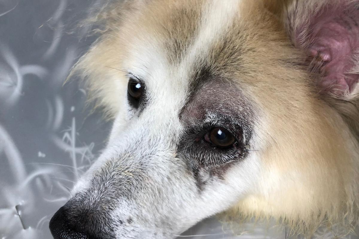 Sudden Blindness in Dogs - Causes and Treatment