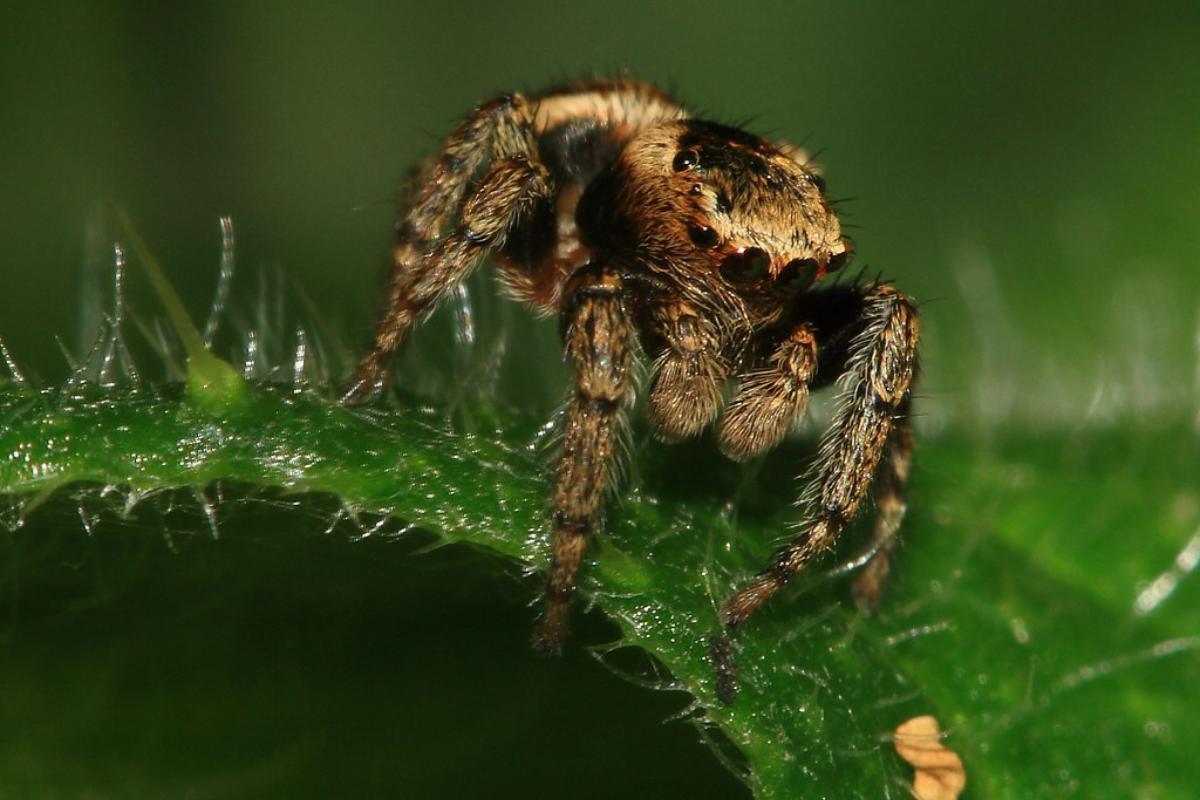 Eyes of Spiders - Number of Eyes, Structure, and Types