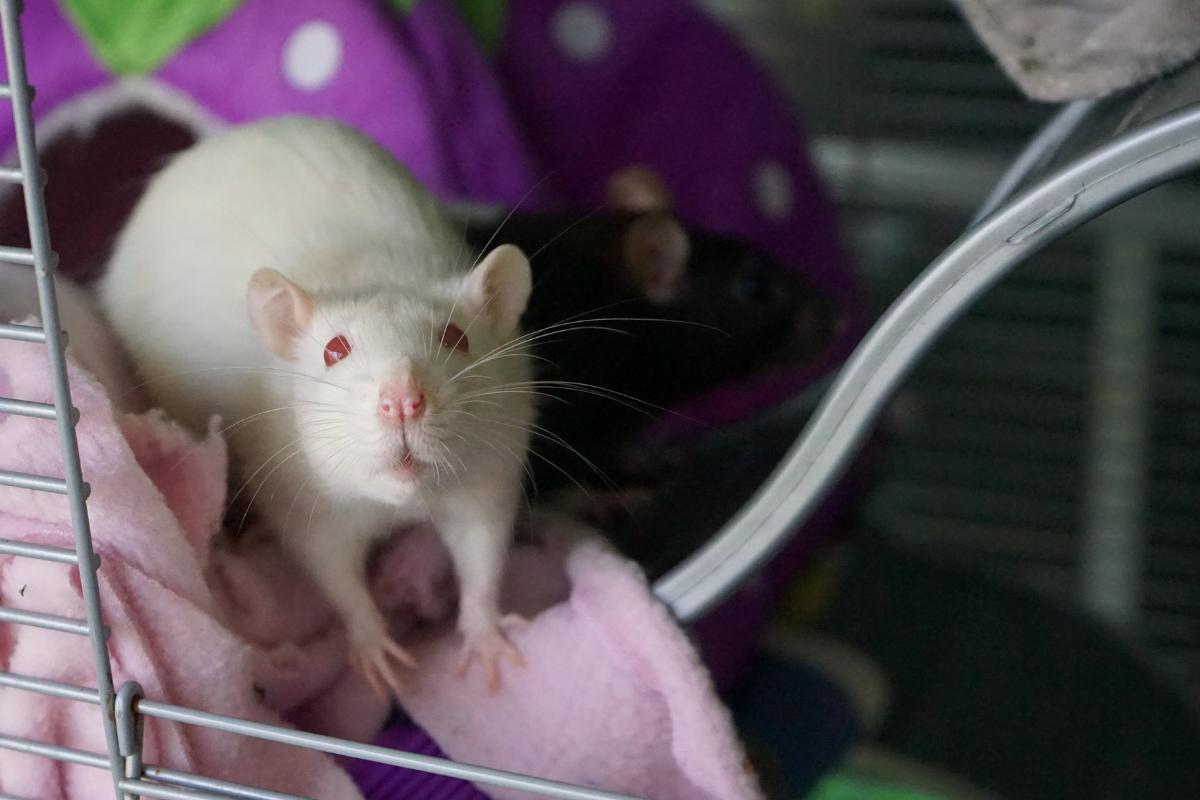 The Best Pet Rat Names - Cute, Clever and Famous Names!