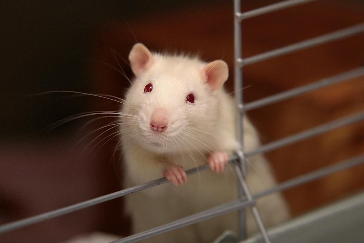 The Best Pet Rat Names - Cute, Clever and Famous Names!