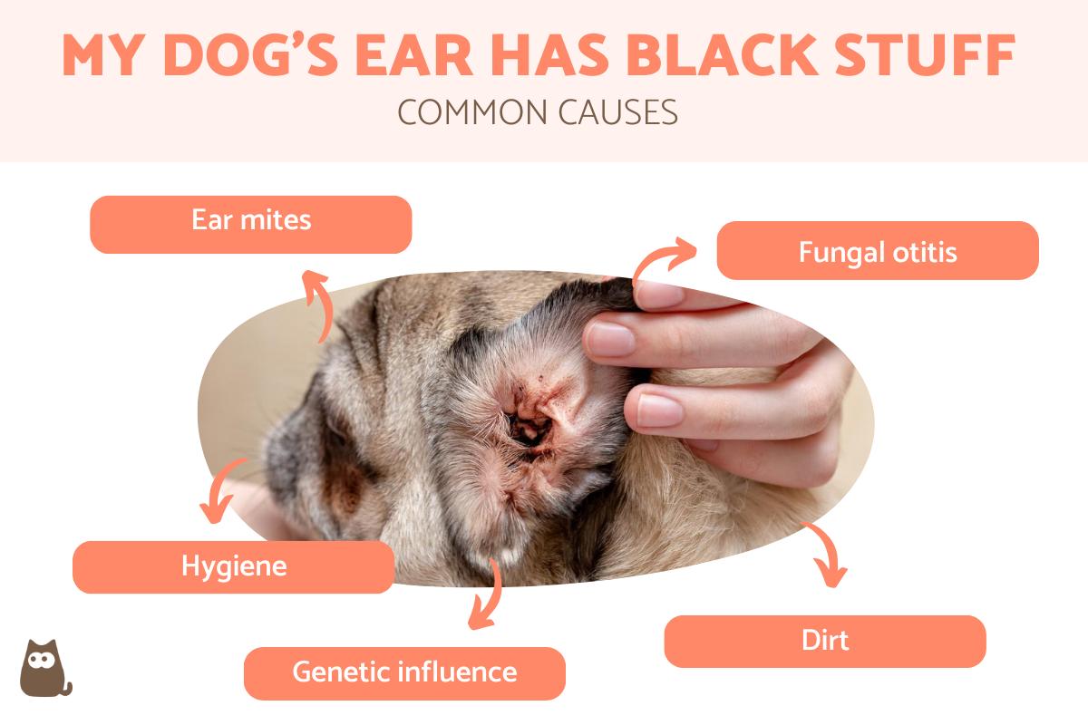 My Dog Has Black Stuff in Their Ears - Black Ear Wax Causes