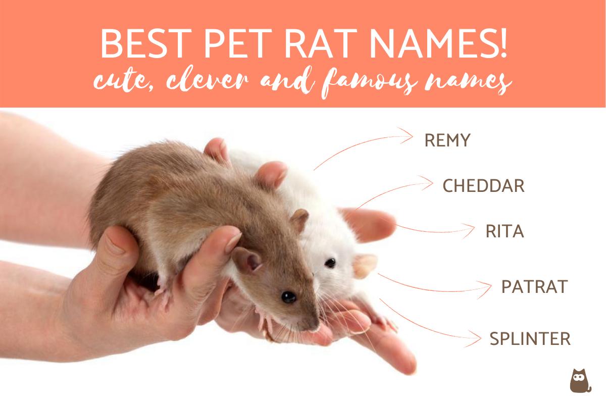 The Best Pet Rat Names - Cute, Clever and Famous Names!