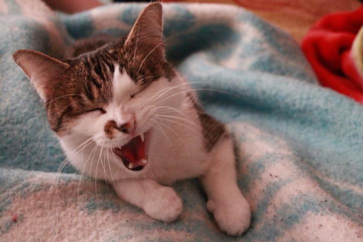 Why Does My Cat Cough Sometimes? - Causes and Treatment