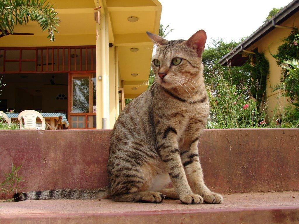 10 Asian Cat Breeds - Popular Cats from Asia with Photos