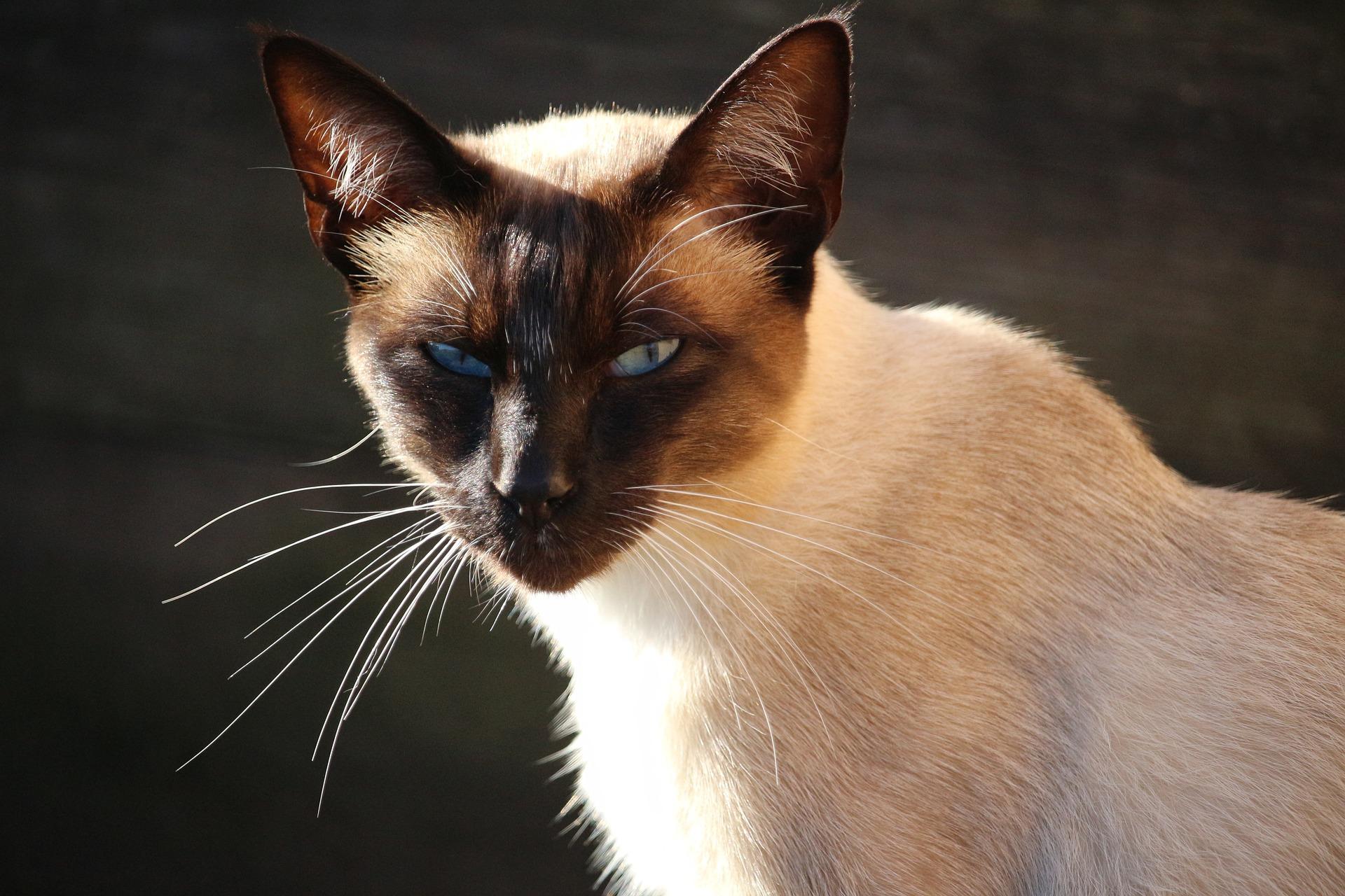 10 Asian Cat Breeds - Popular Cats from Asia with Photos