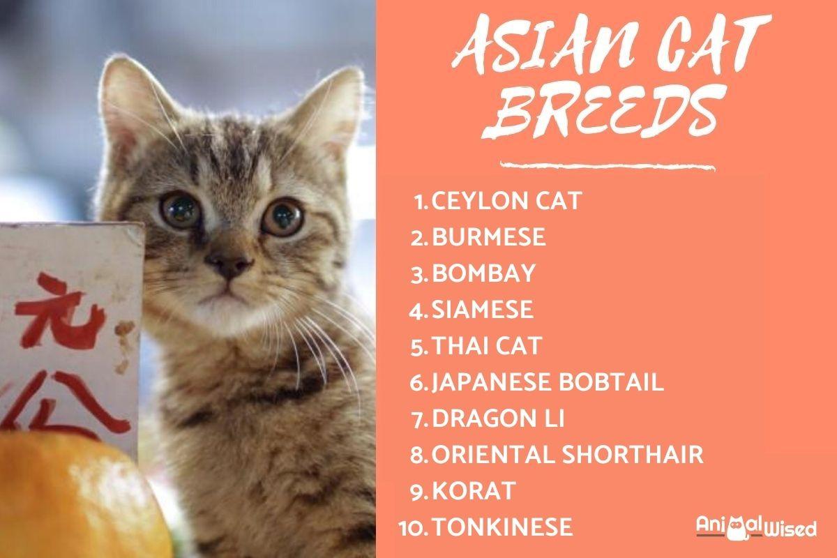 10 Asian Cat Breeds - Popular Cats from Asia with Photos