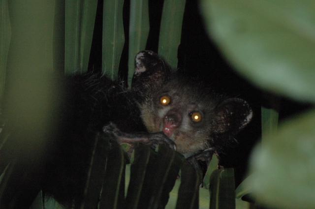 Which Animals Are Nocturnal? - Information And Examples