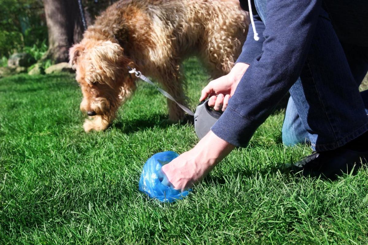 How to Harden My Dog's Stool - Firm Up Dog Poop