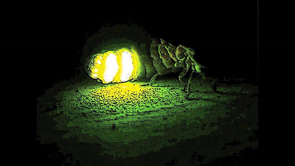 Which Animals Are Nocturnal? - Information And Examples