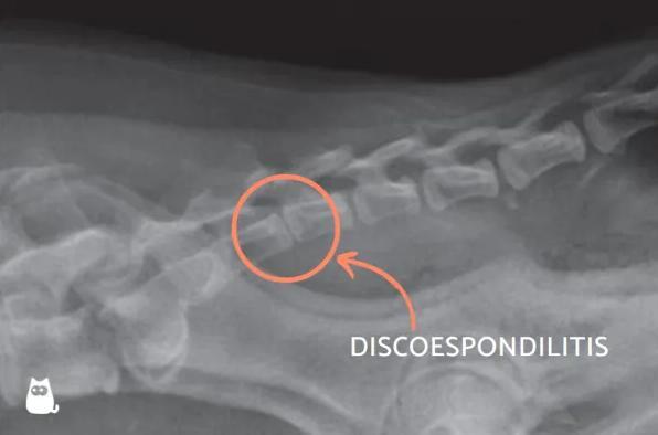 Understanding Sudden Yelps and Cries in Dogs - Causes and What to Do