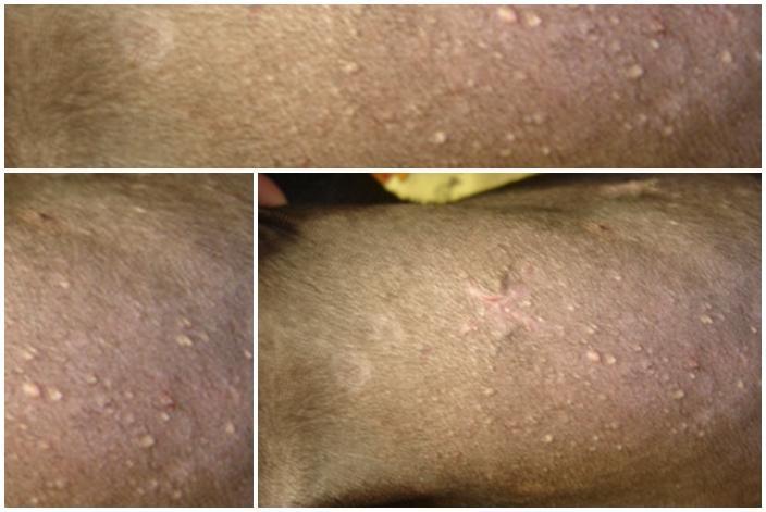 Common Skin Conditions of Shar Pei Dogs