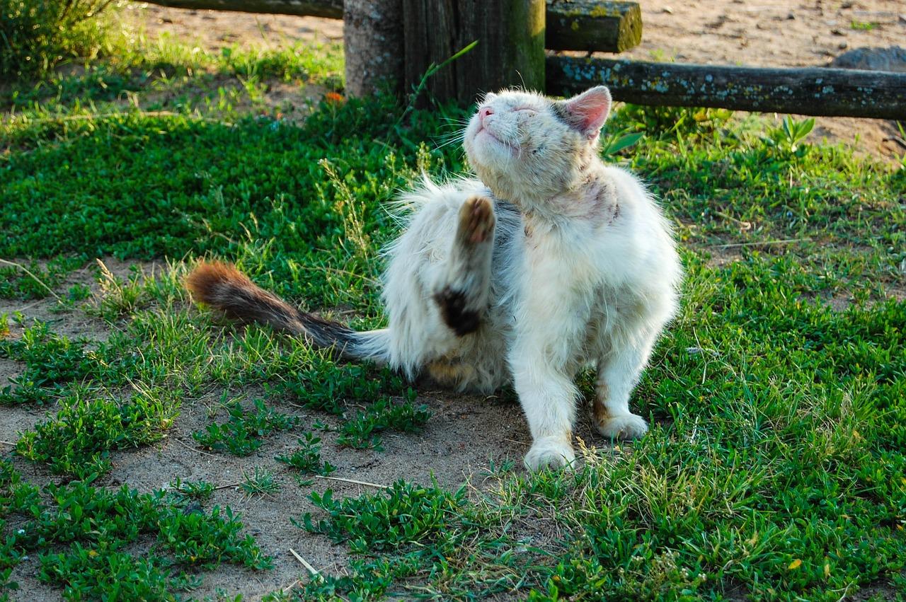 Cat Acting Weird After Flea Treatment