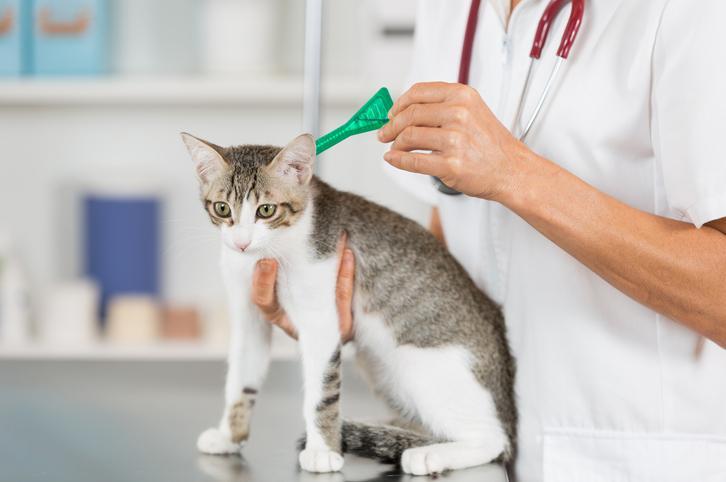 Cat Acting Weird After Flea Treatment