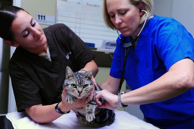 Cat Acting Weird After Flea Treatment