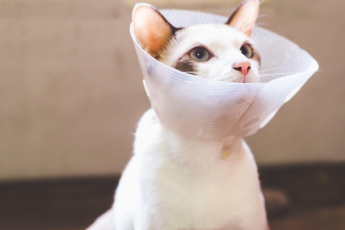 Guide to Perineal Urethrostomy in Cats - Benefits, Side Effects and ...