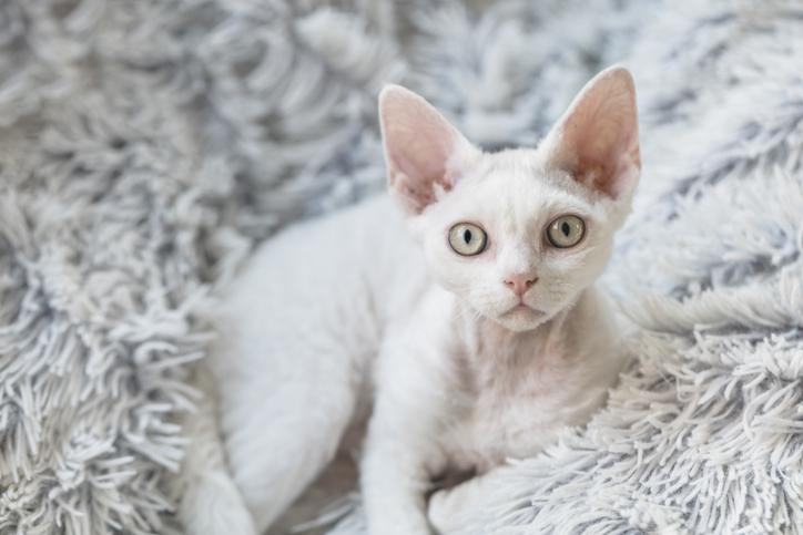 Devon Rex Cat Breed - Origin, Characteristics, Character, Care & Health