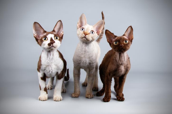 Devon Rex Cat Breed - Origin, Characteristics, Character, Care & Health