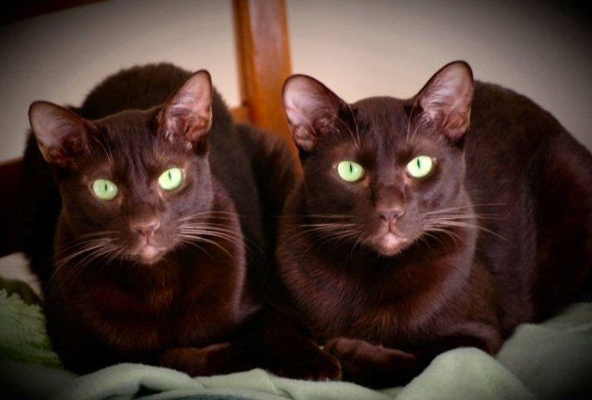 Havana cat: traits and pictures