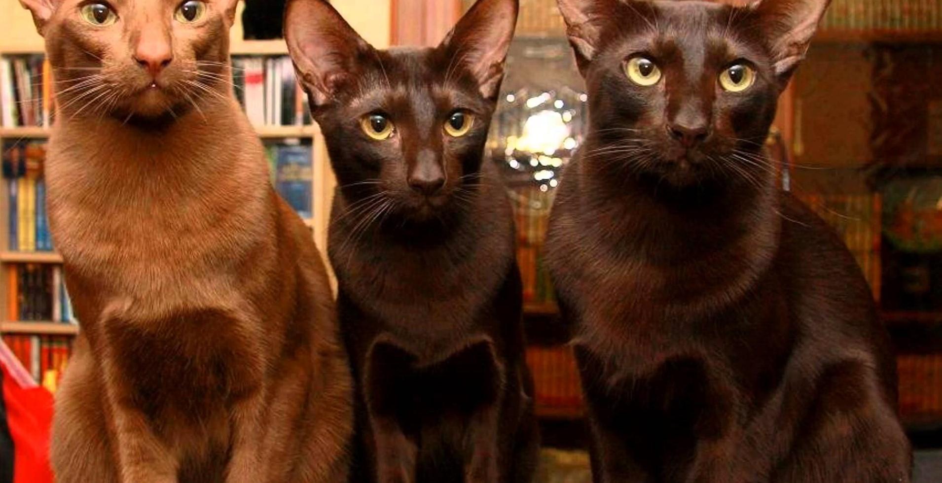 Havana cat: traits and pictures