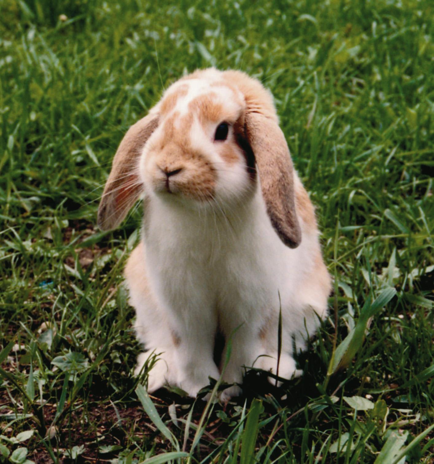 European rabbit (Coney): traits, pictures and videos