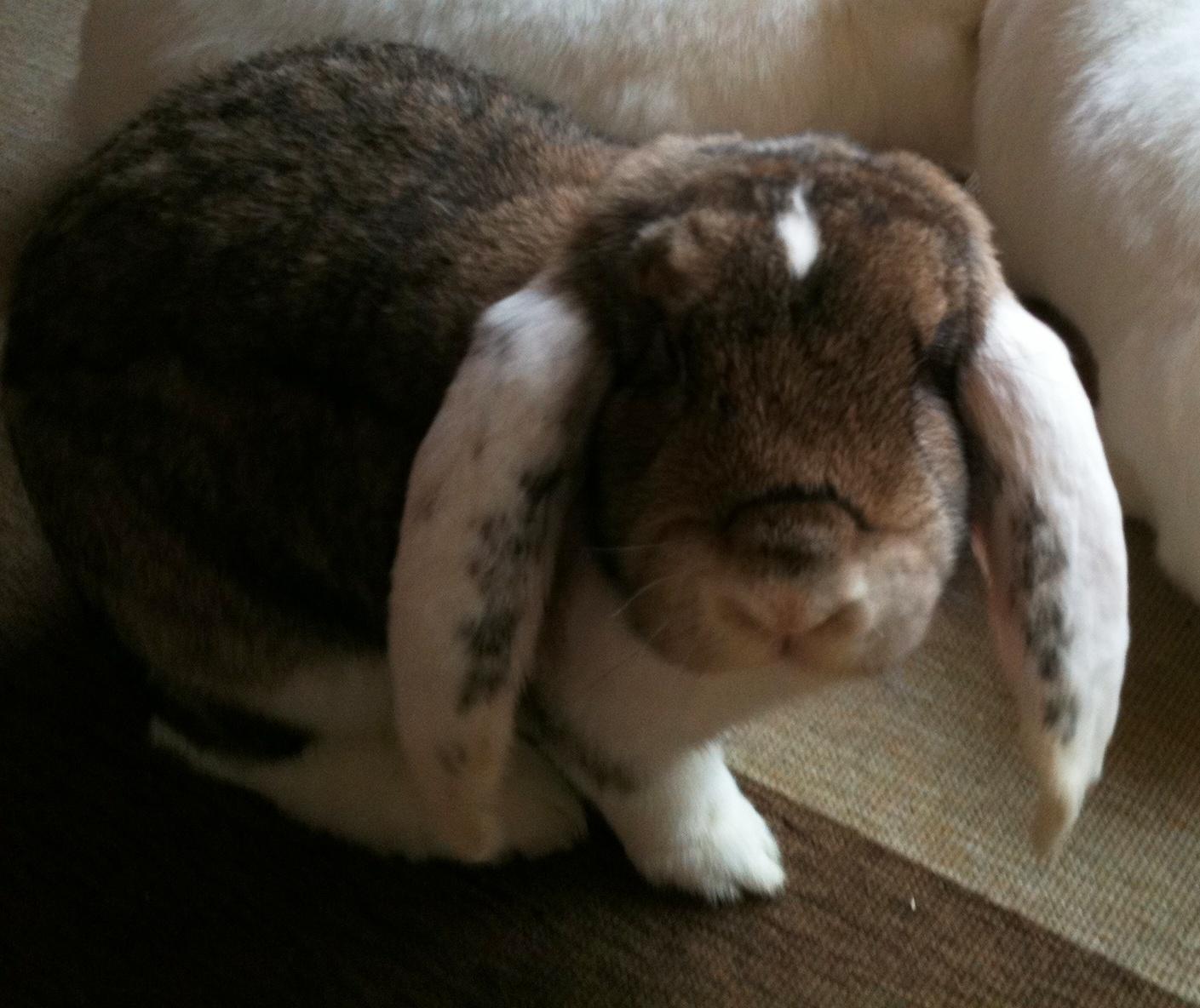 European rabbit (Coney): traits, pictures and videos