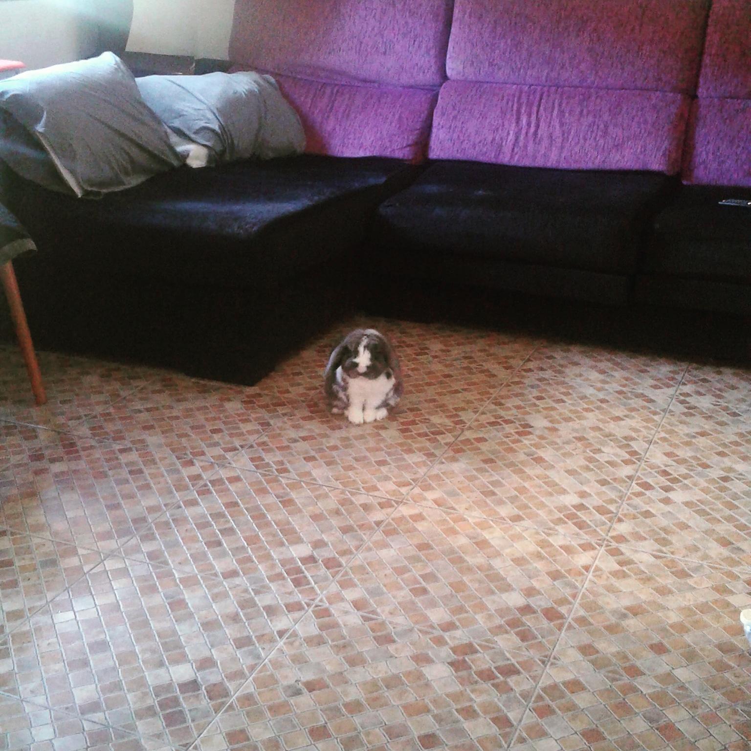 European rabbit (Coney): traits, pictures and videos