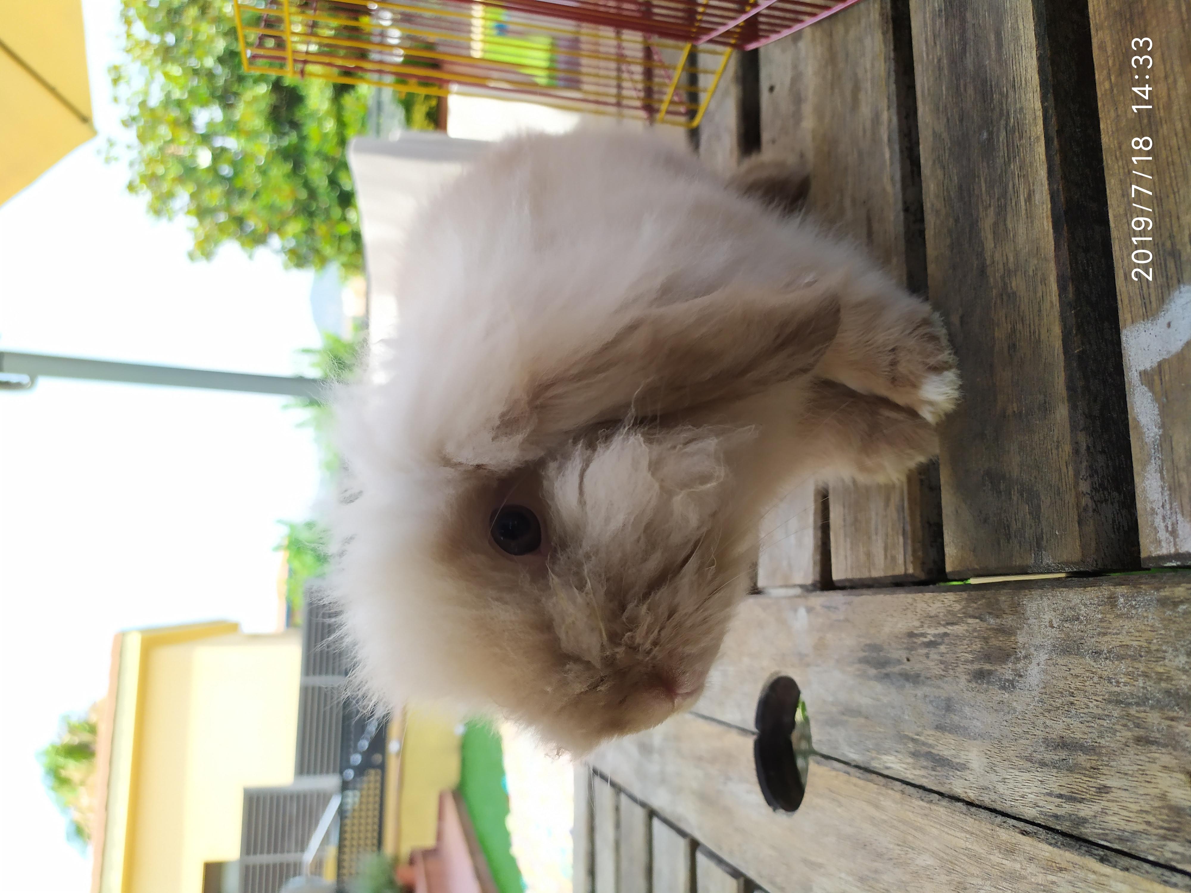 European rabbit (Coney): traits, pictures and videos