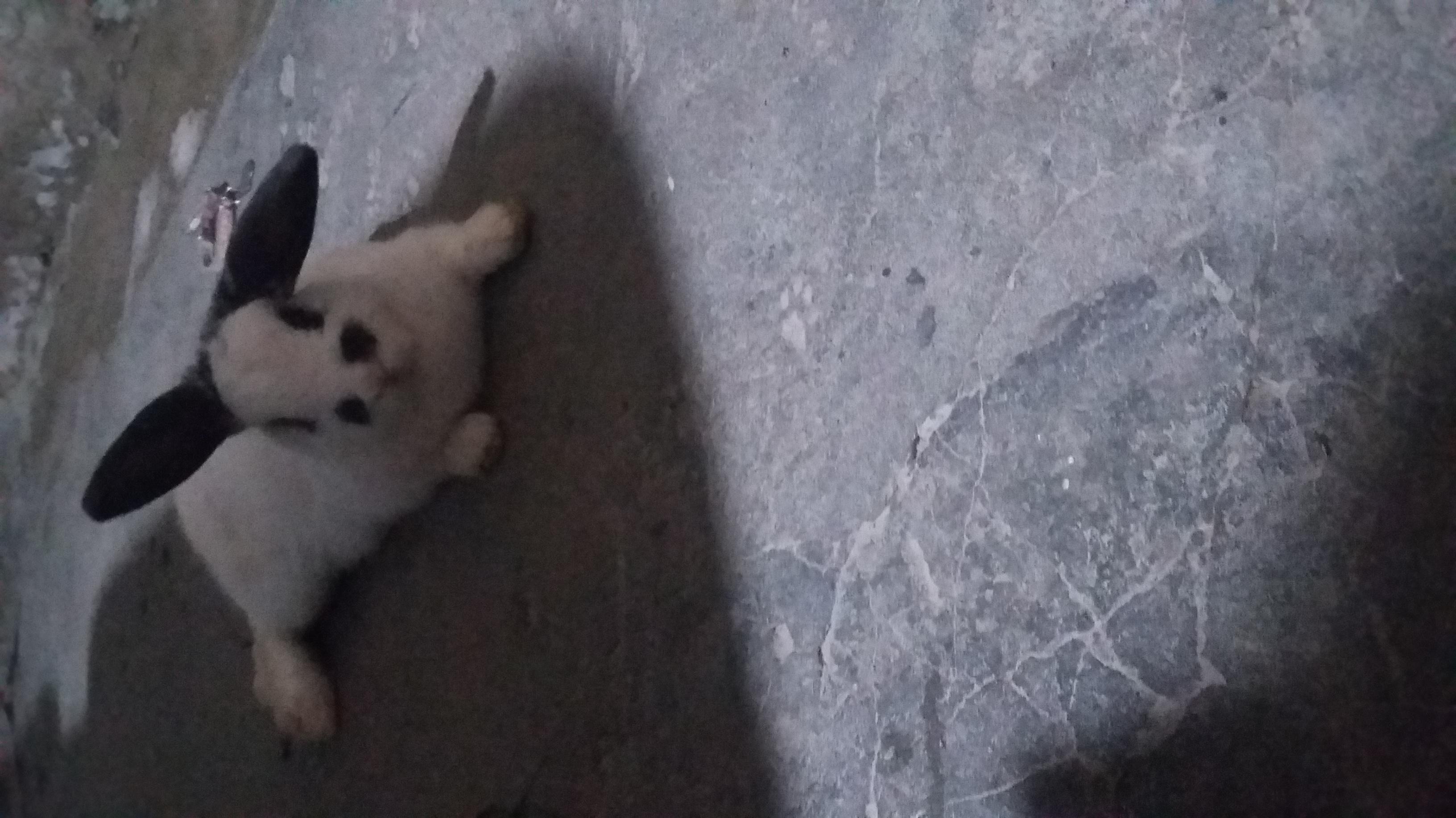 European rabbit (Coney): traits, pictures and videos