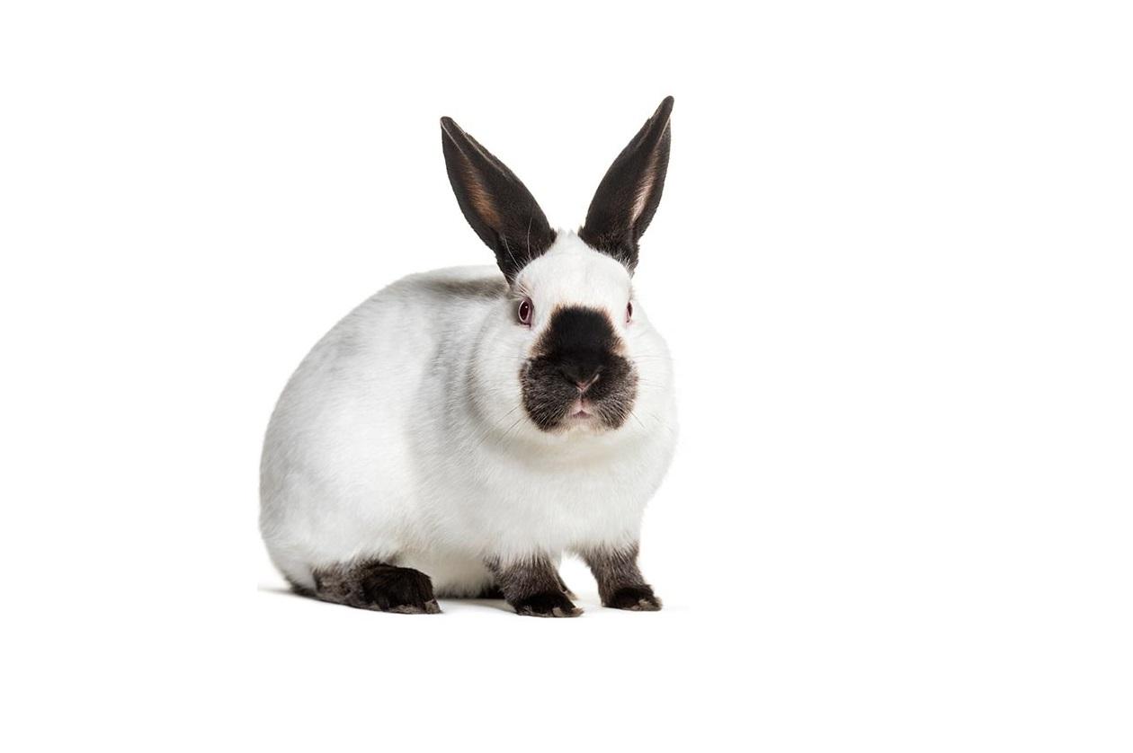 Californian rabbit: traits and pictures