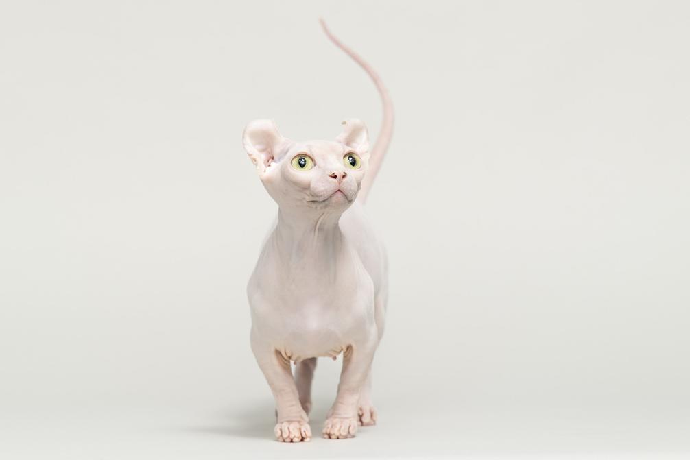 Elf Cat: traits and pictures